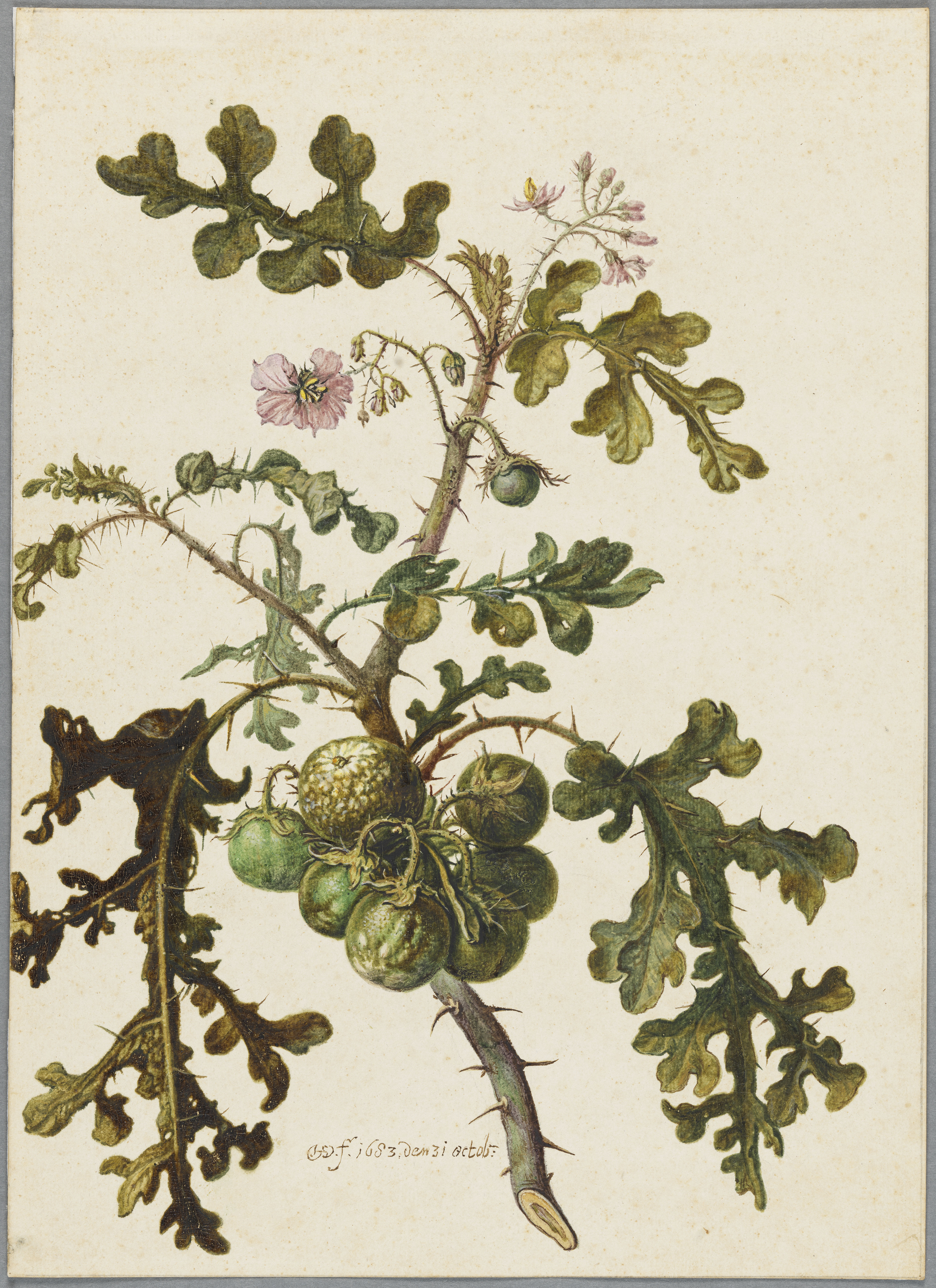 Nationalmuseum Acquires a Botanical Watercolor Study by Herman ...