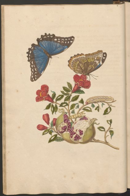 The Treasury Collection: Works by Maria Sibylla Merian - CODART CODART